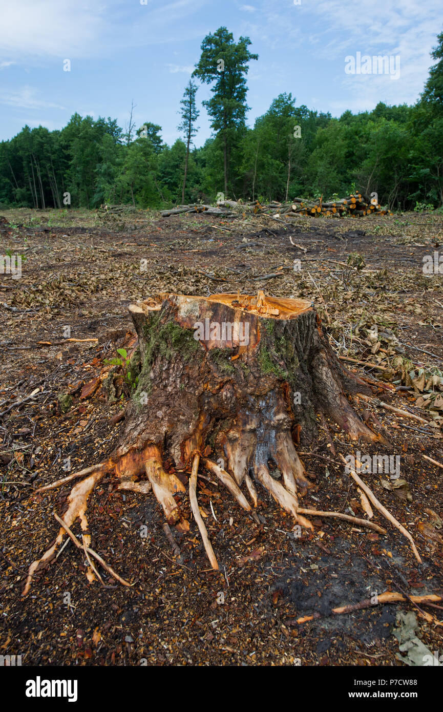 Red Alder Trees High Resolution Stock Photography and Images - Alamy