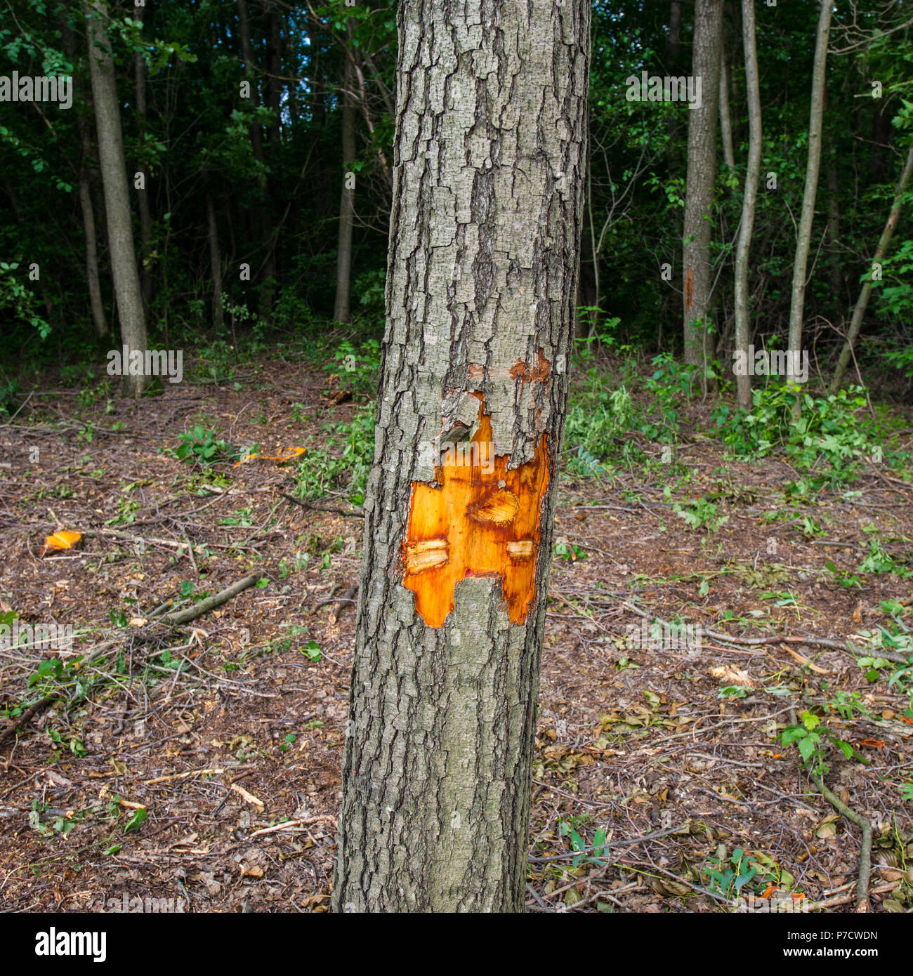 Damage to alder tree hi-res stock photography and images - Alamy