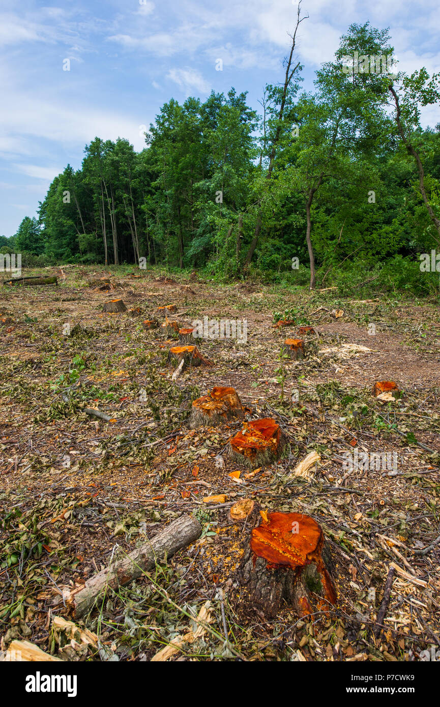 Damage Alder Tree High Resolution Stock Photography and Images - Alamy