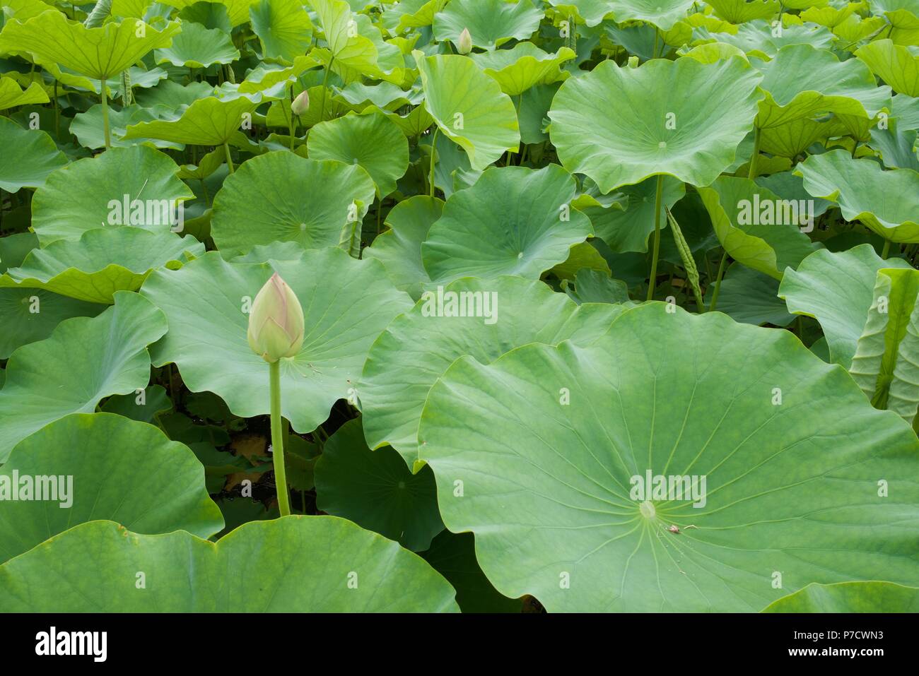 The lotus flower is beginning to bloom. The peaks look Stock Photo - Alamy