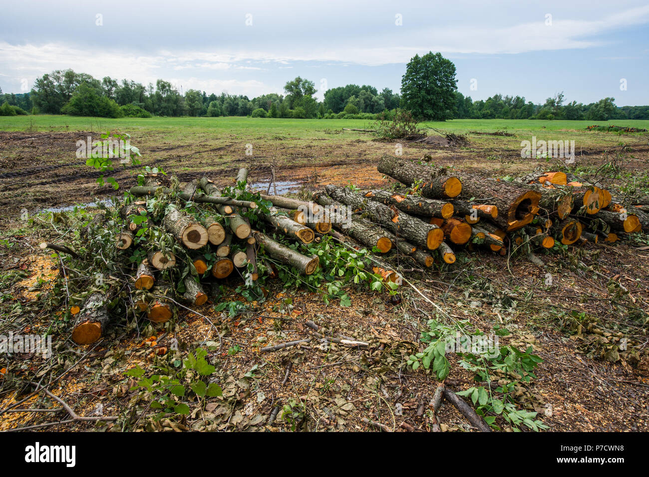 Damage alder tree hi-res stock photography and images - Alamy