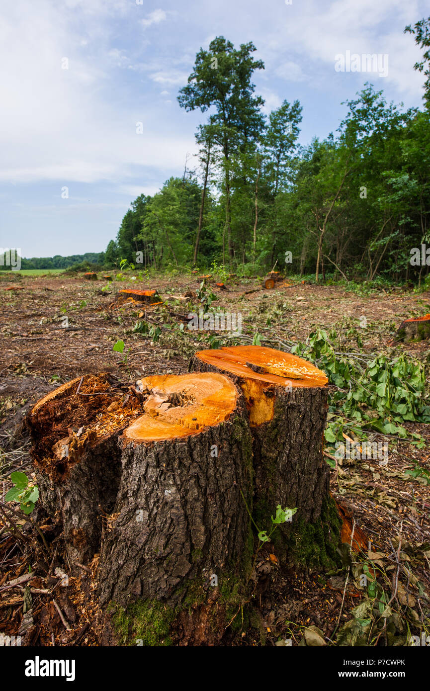 Damage alder tree hi-res stock photography and images - Alamy