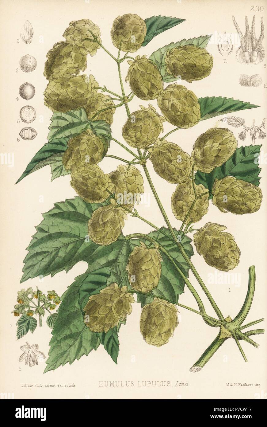 Hops Botanical Illustration