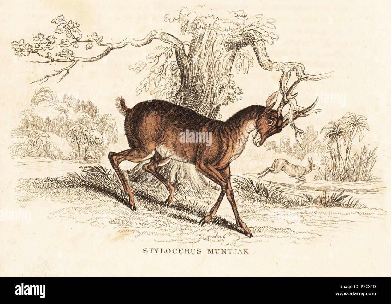 Indian muntjac, Muntiacus muntjak (rib-faced deer, Stylocerus muntjak ...