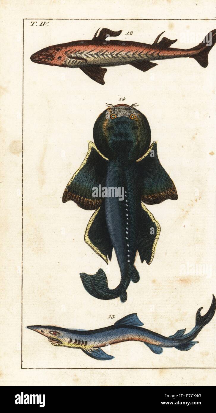Spiny dogfish, Squalus acanthias 12, blue shark, Prionace glauca 13 and ...