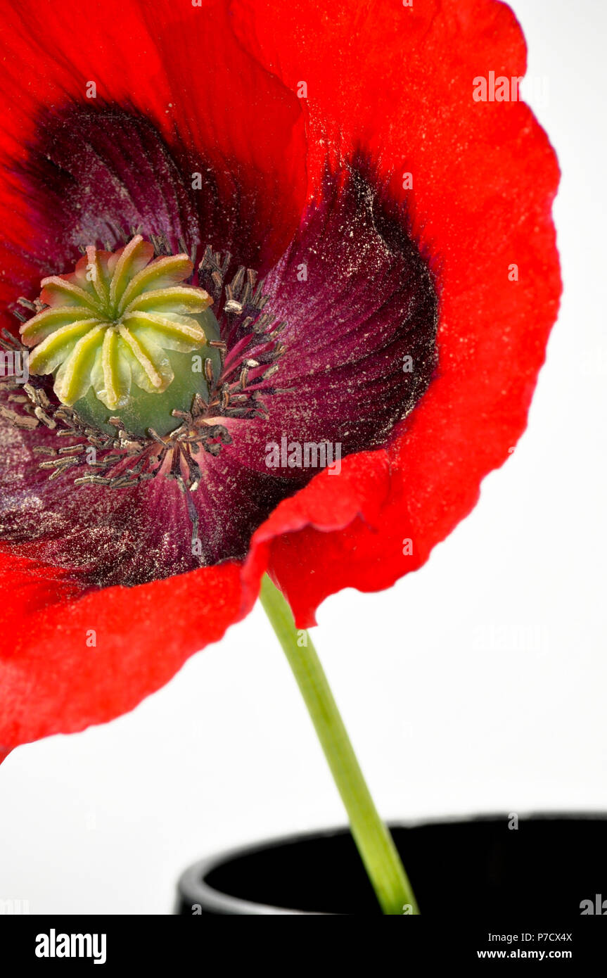Poppy in jar Stock Photo - Alamy
