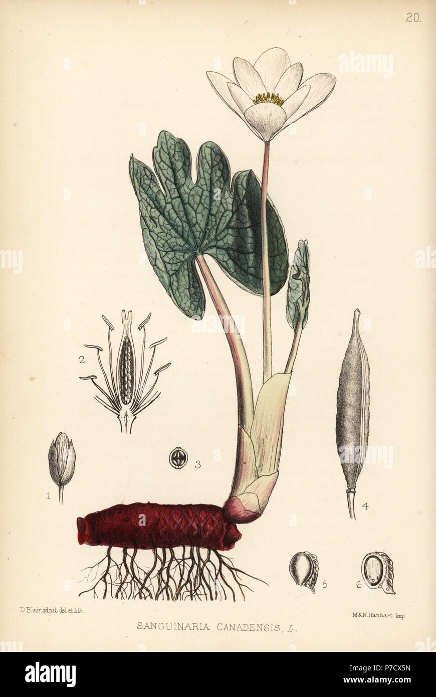 Bloodroot or puccoon, Sanguinaria canadensis. Handcoloured lithograph ...