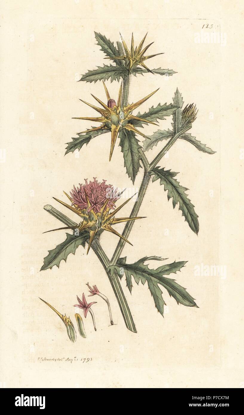 Purple starthistle, Centaurea calcitrapa. Handcoloured copperplate ...