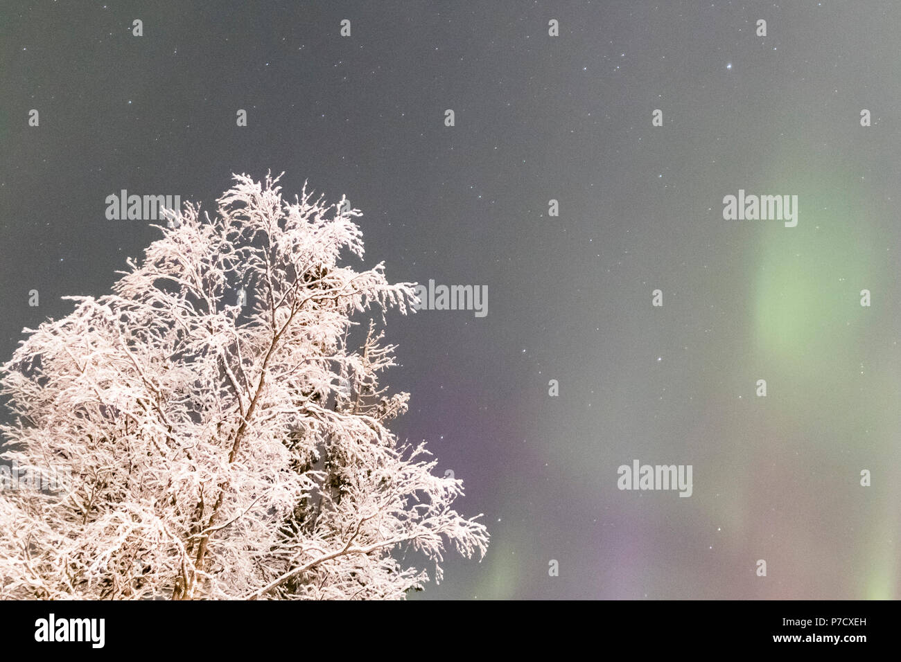 Northern lights over snowy trees hi-res stock photography and images ...