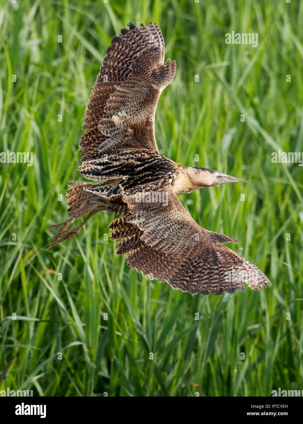 Bittern flying hi-res stock photography and images - Alamy