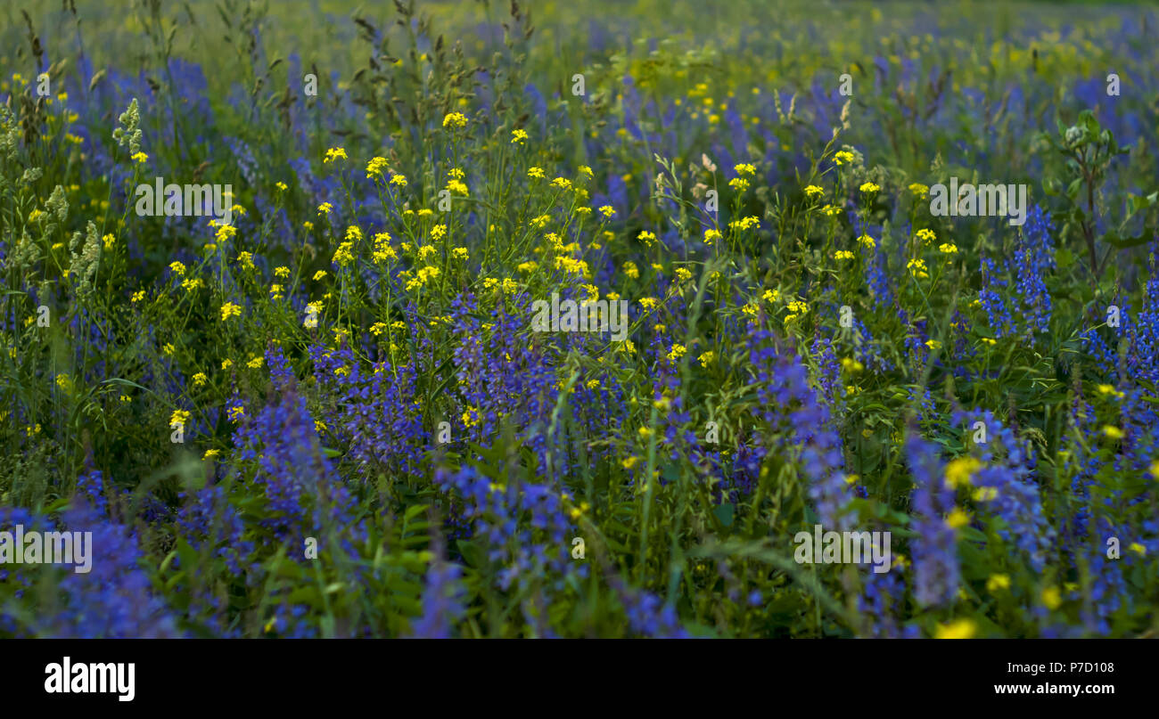 background - evening meadow motley grass with flowering lucerne Stock ...