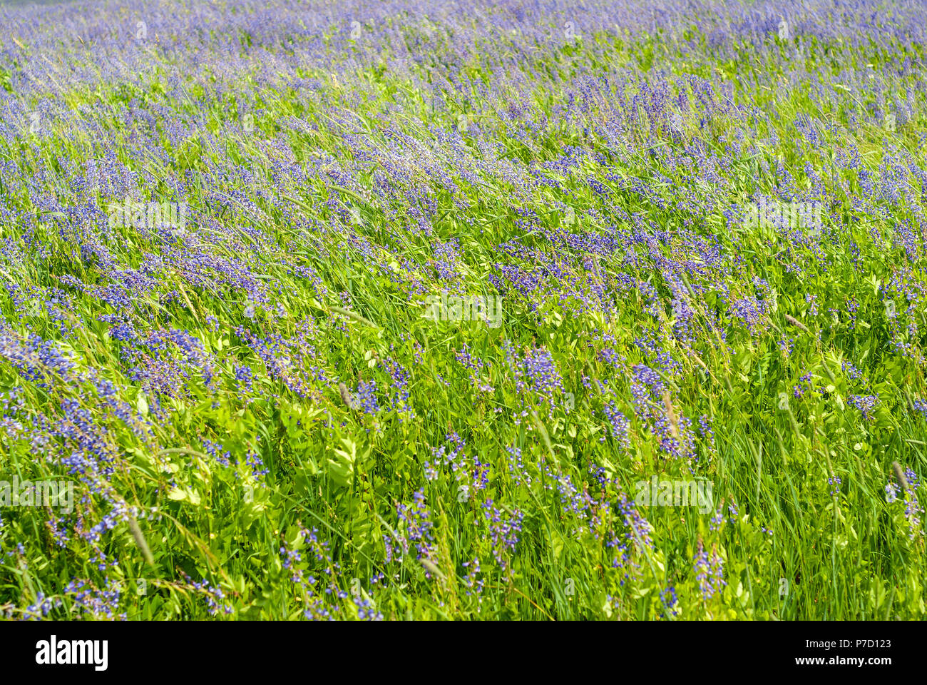 background - noon meadow motley grass with flowering alfalfa Stock ...