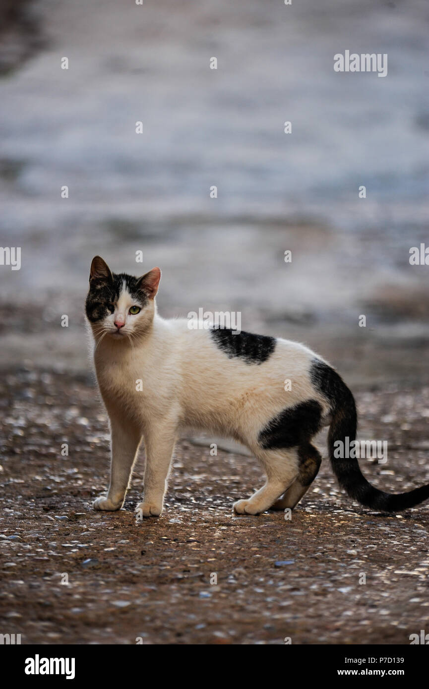 Stray cat living in an alley Stock Photo - Alamy