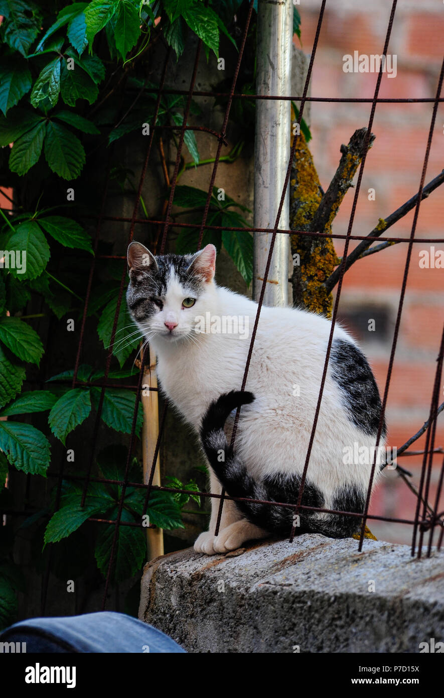 Dirty street cat walk in the streets hi-res stock photography and ...