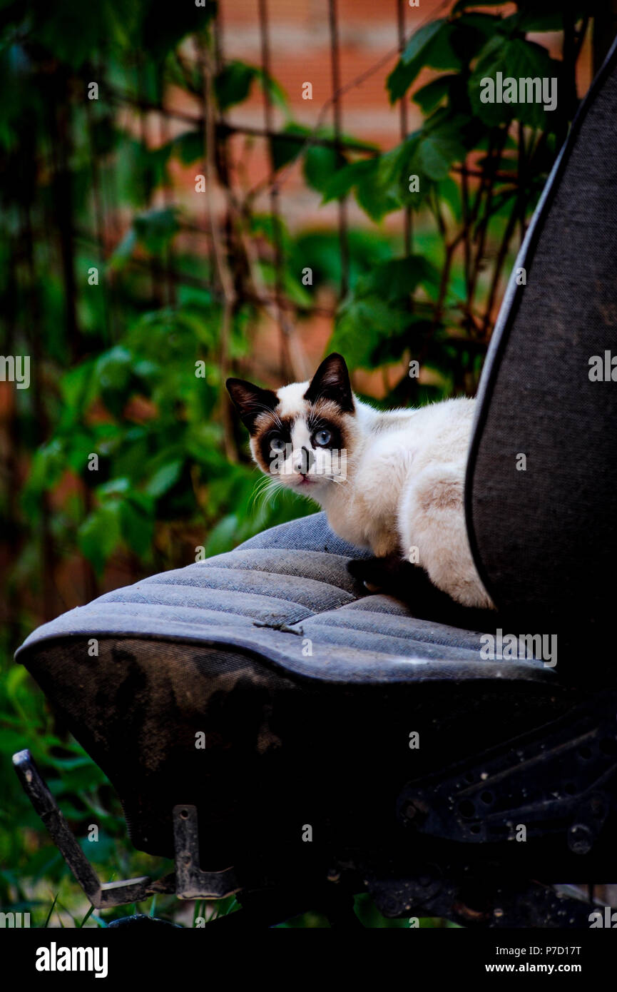 Stray cat living in an alley Stock Photo - Alamy
