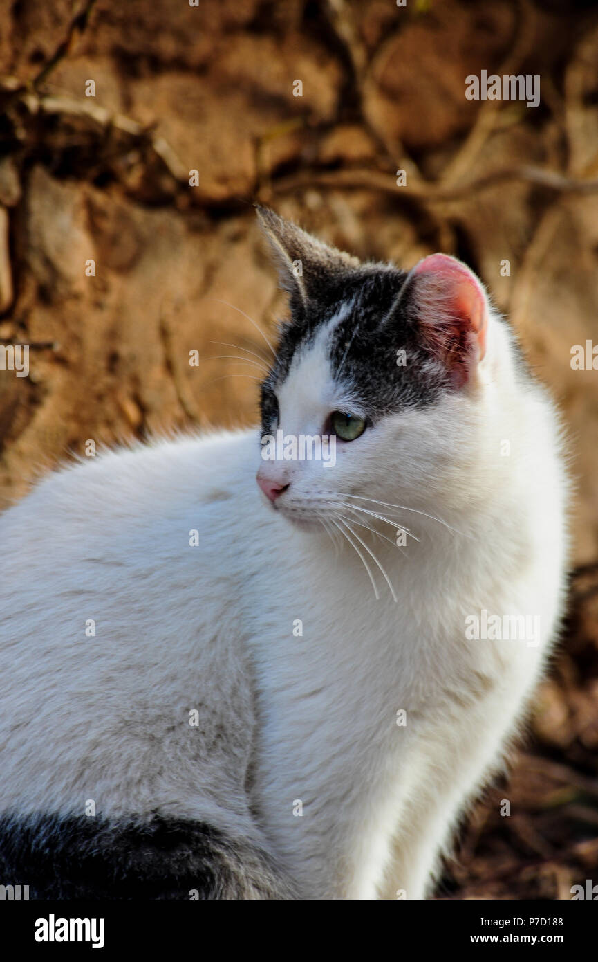 Stray cat living in an alley Stock Photo - Alamy