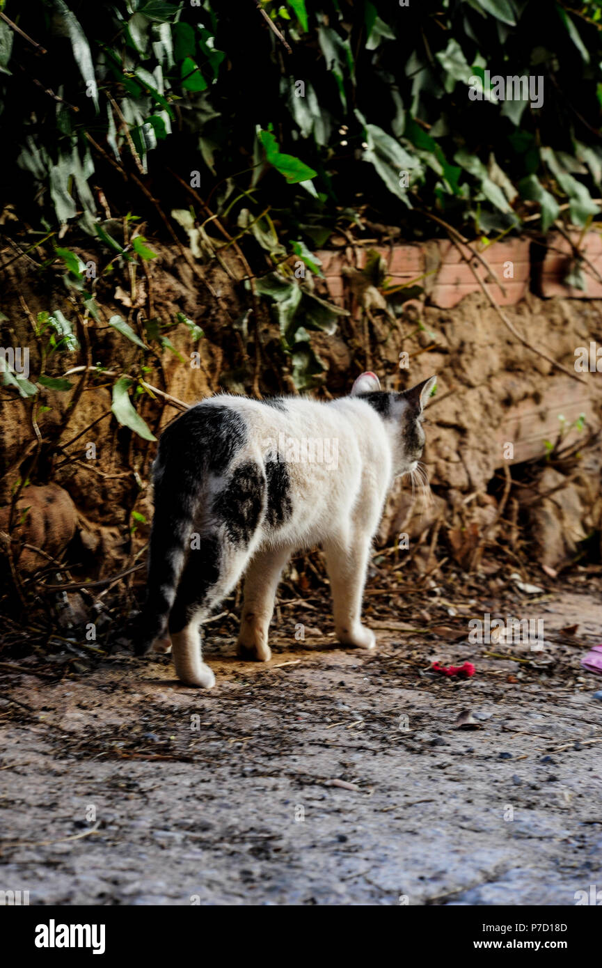 Stray cat living in an alley Stock Photo - Alamy