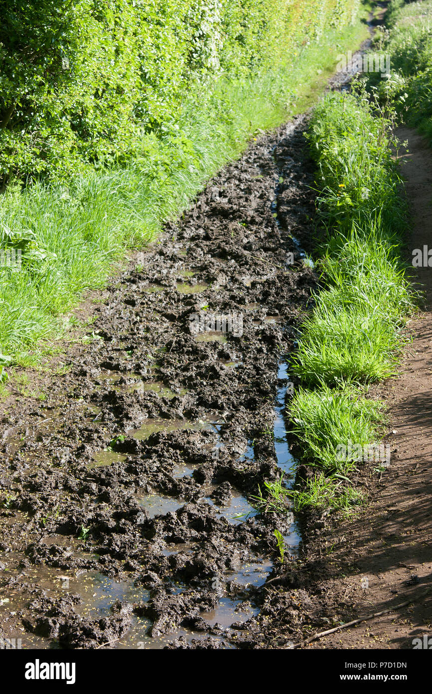 A muddy footpath Stock Photo - Alamy