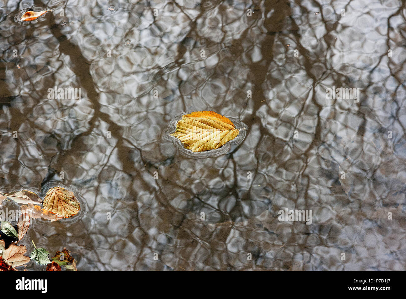 Leaves floating on water with reflections of trees Stock Photo - Alamy