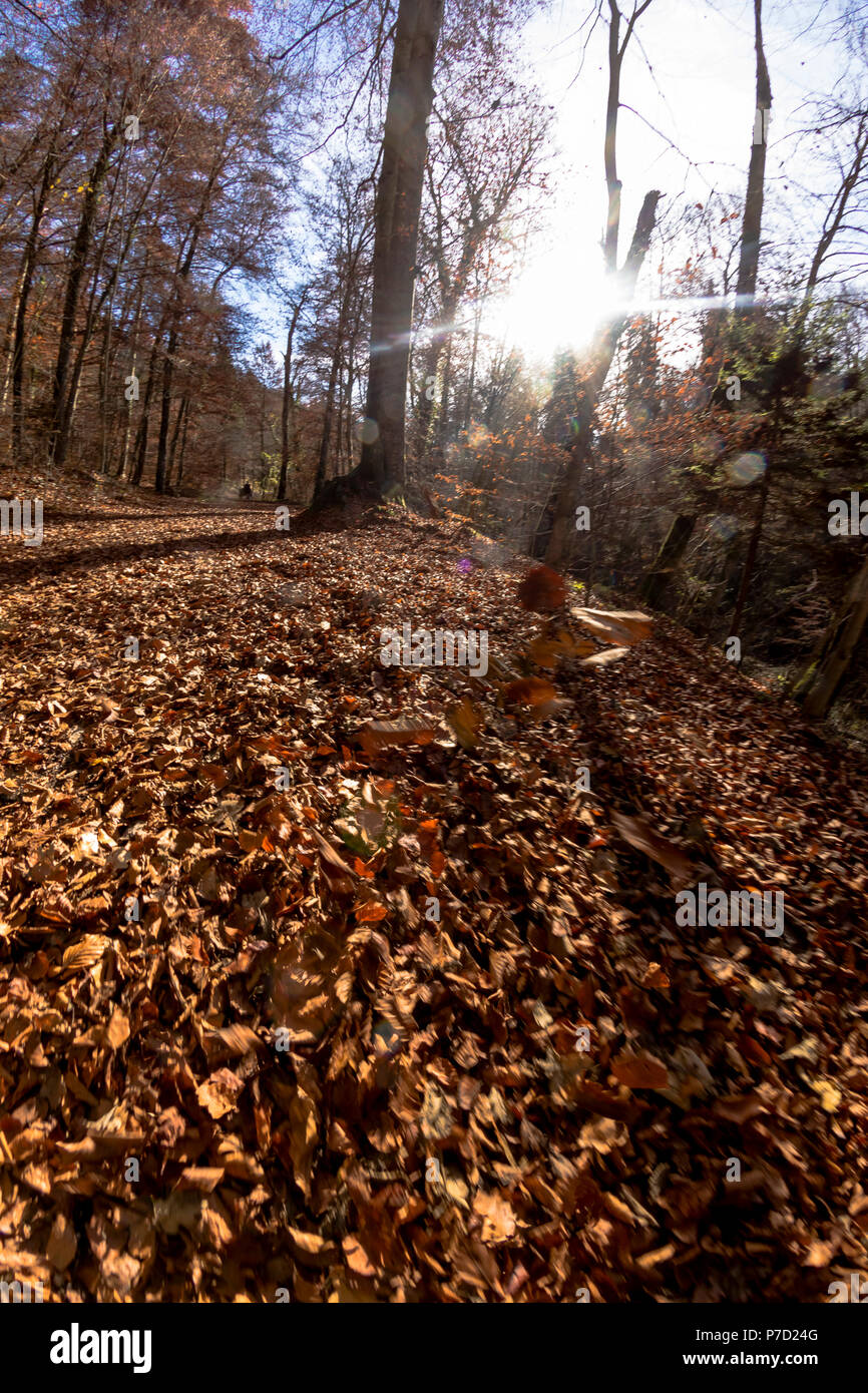 nice path through lush forest autumn Stock Photo - Alamy