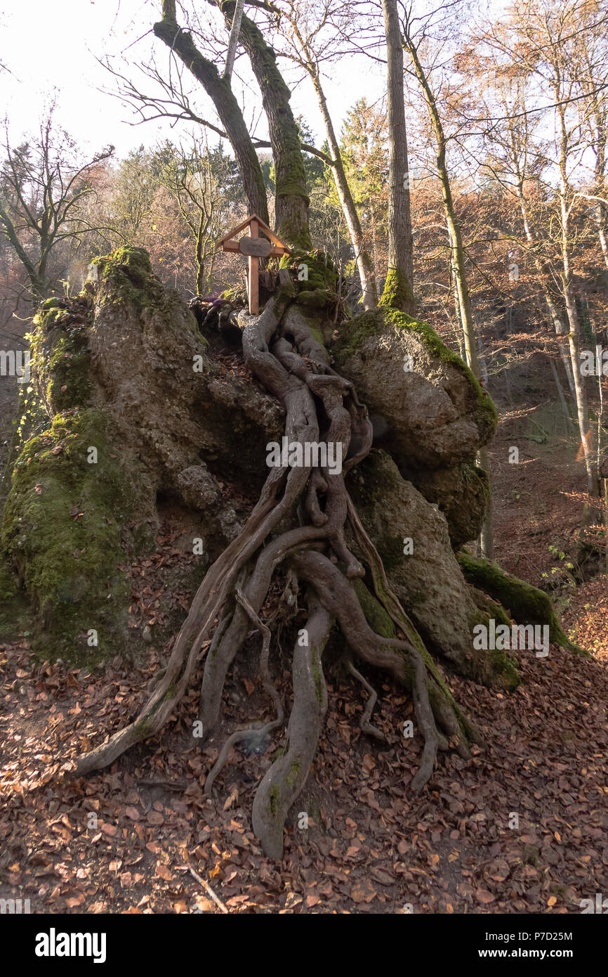 Tree roots on a rock hi-res stock photography and images - Alamy