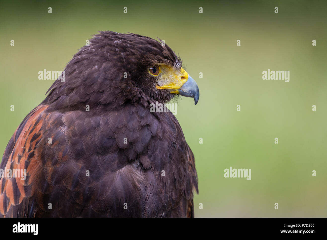 Red kite feather up close hi-res stock photography and images - Alamy