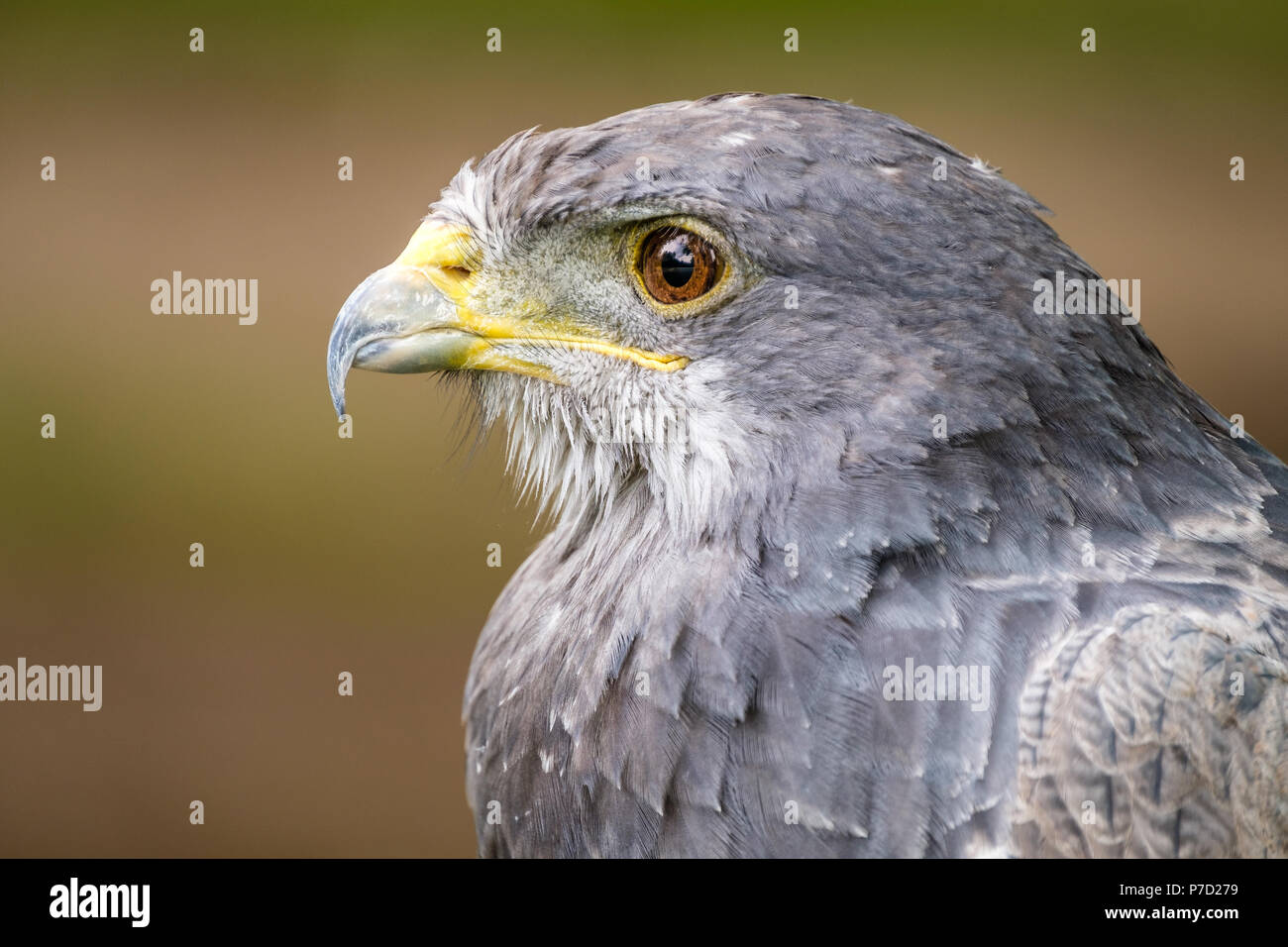 Chilean blue eagle hi-res stock photography and images - Alamy