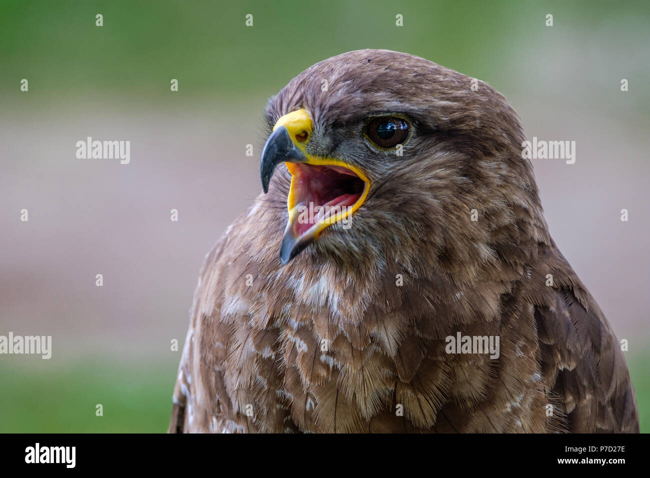 Buzzard beak hi-res stock photography and images - Alamy