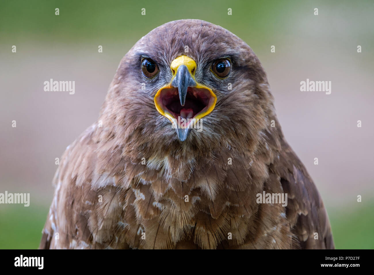 European Buzzard High Resolution Stock Photography and Images - Alamy