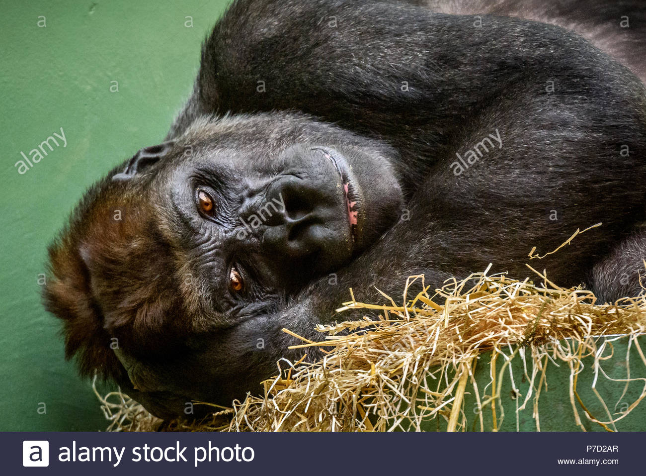 Female Gorilla Stock Photos & Female Gorilla Stock Images - Alamy