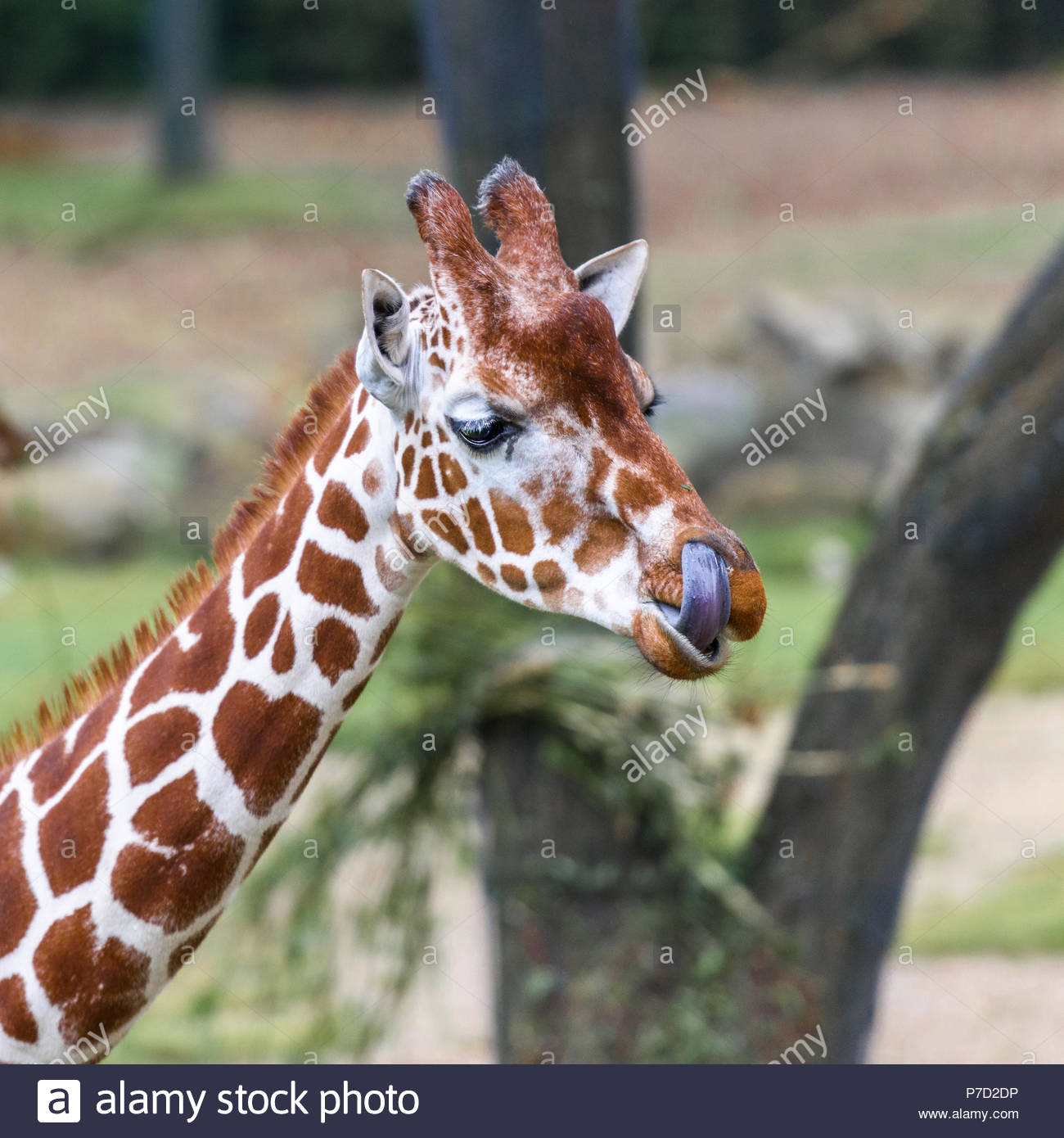 Giraffe Nose High Resolution Stock Photography and Images - Alamy