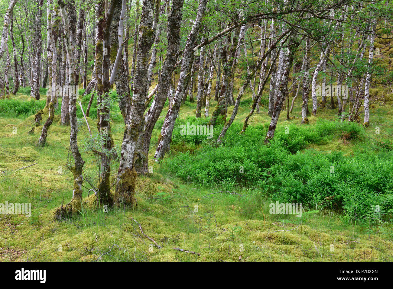 Birch forest near Oban, Scotland, Great Britain Stock Photo - Alamy
