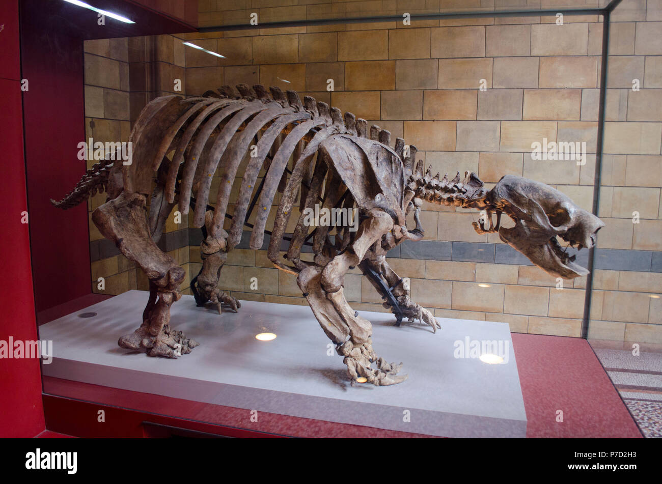 Ground sloth fossil hi-res stock photography and images - Alamy