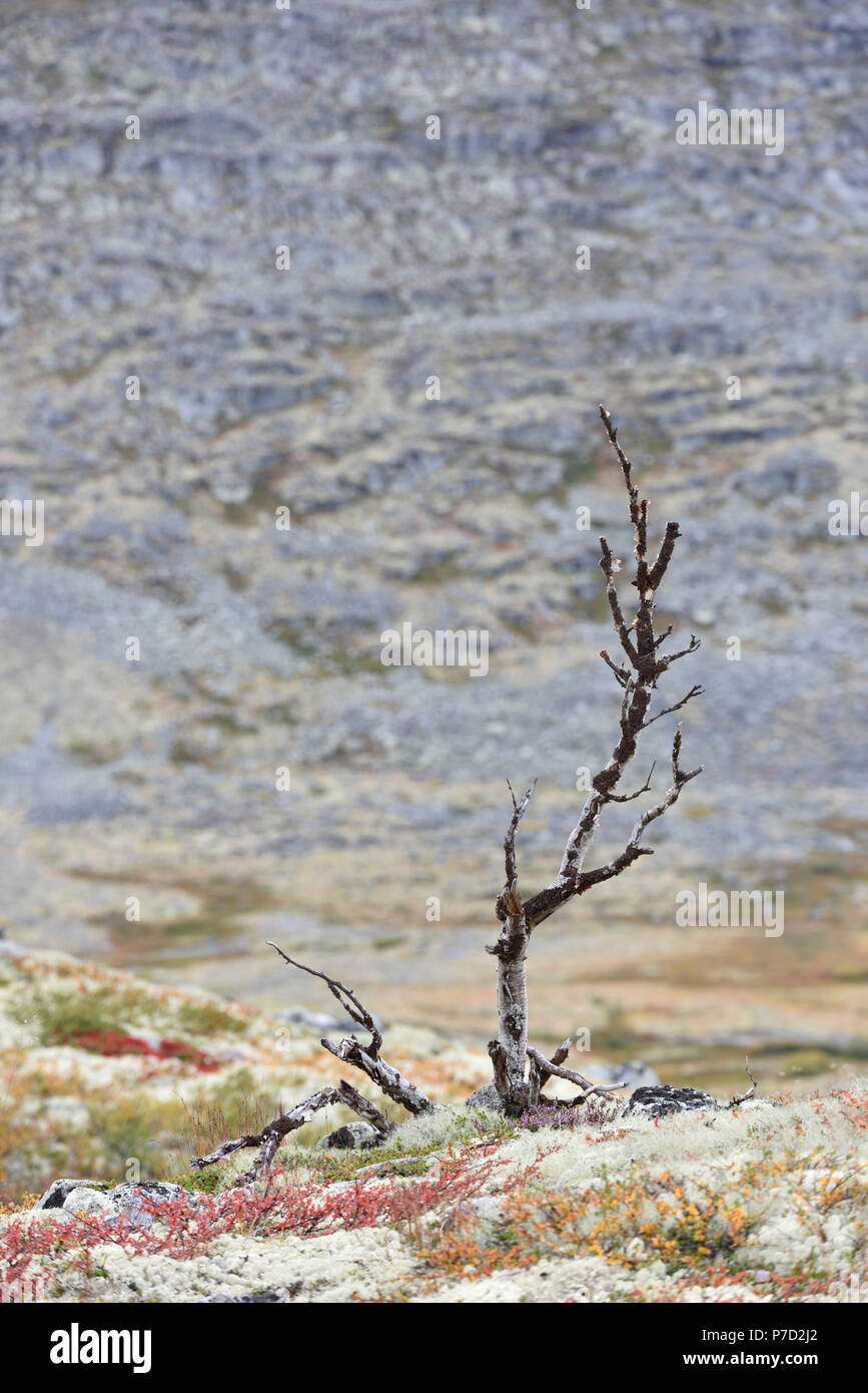 Dead birch tree hi-res stock photography and images - Alamy