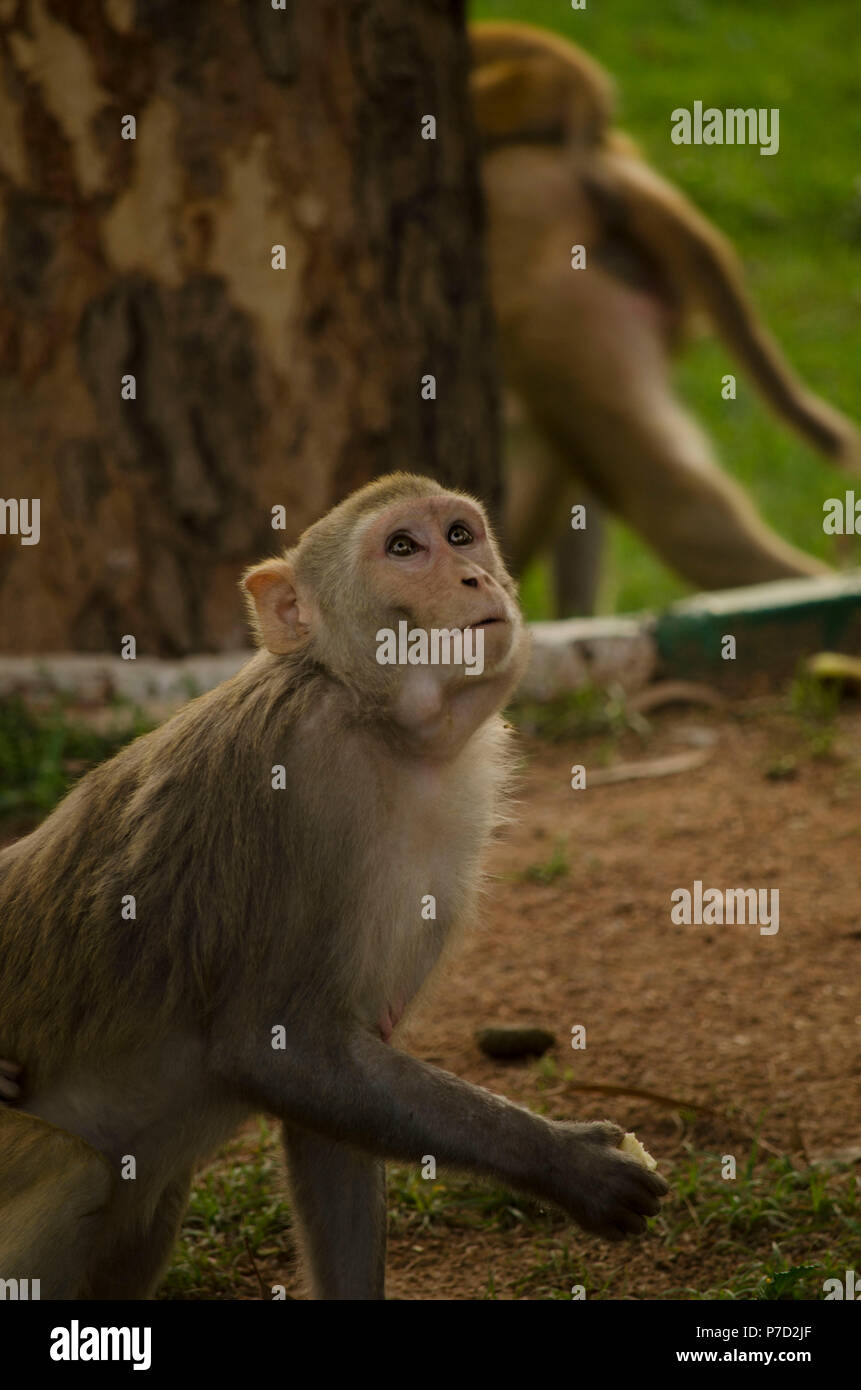 India macaca mulatta primate old world rhesus monkey macaque hi-res stock photography and images ...