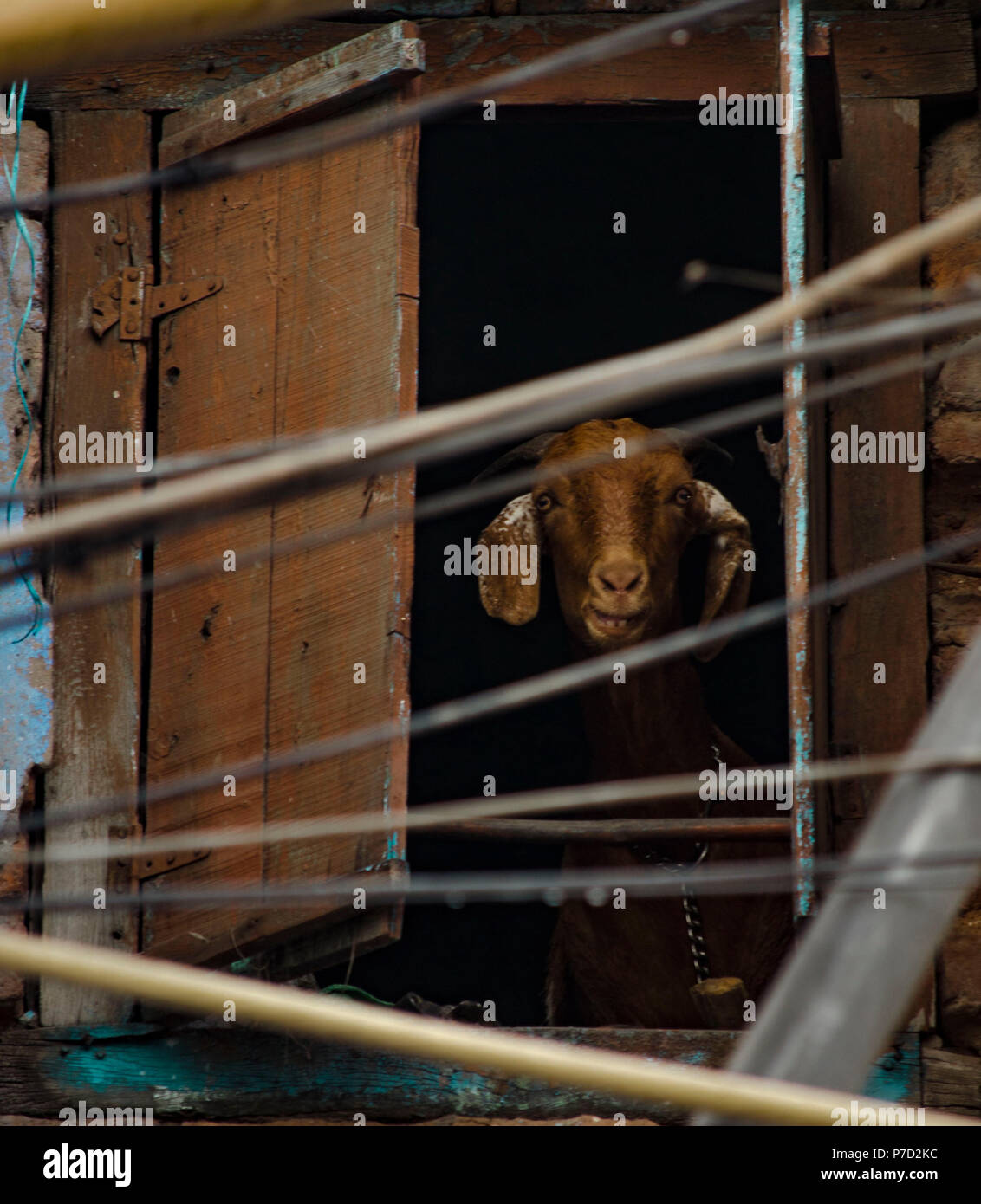 A chained goat appearing at a window. Shot at Old Delhi around Eid al ...