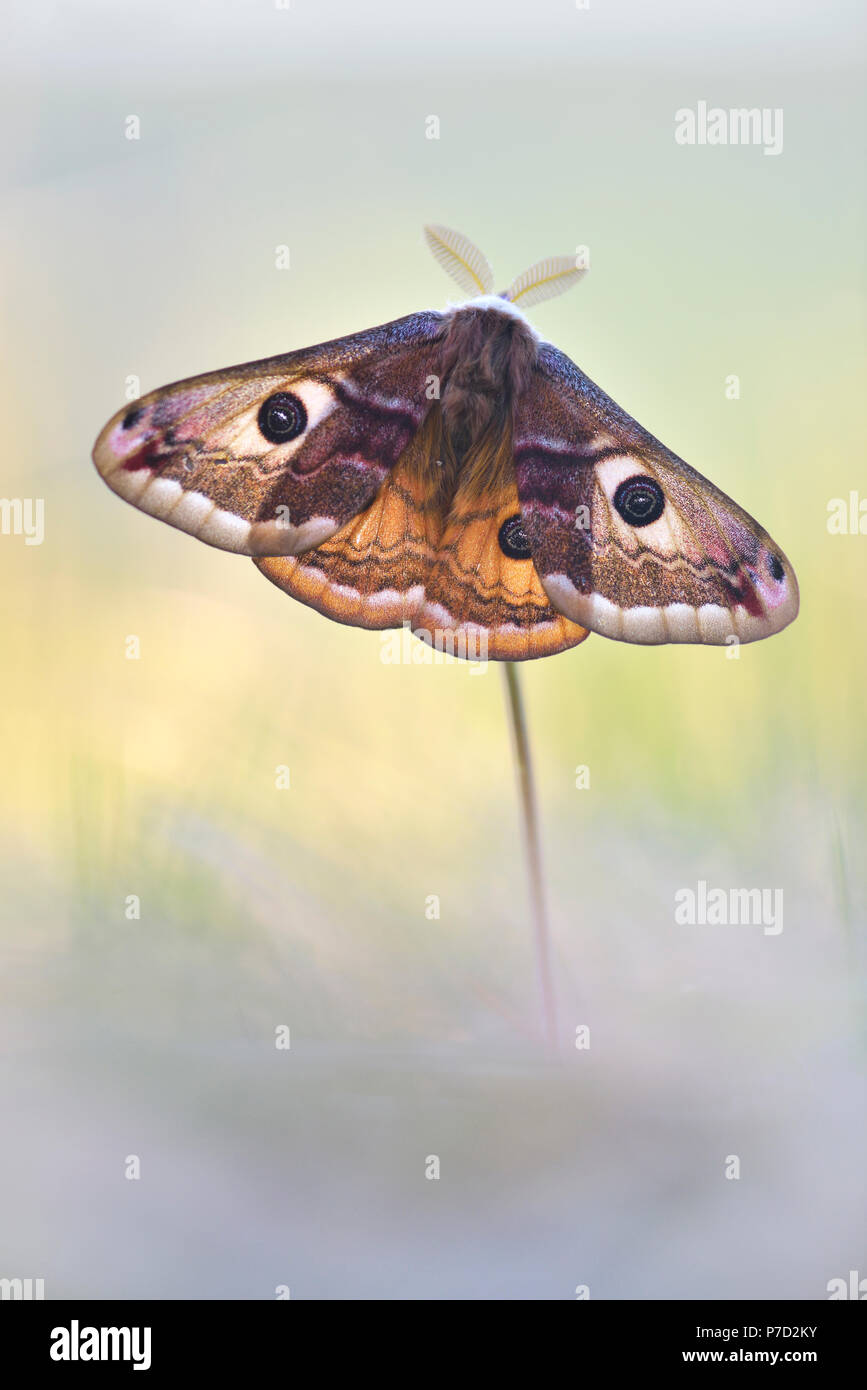 Small emperor moth (Saturnia pavonia), male, captive, Thuringia ...