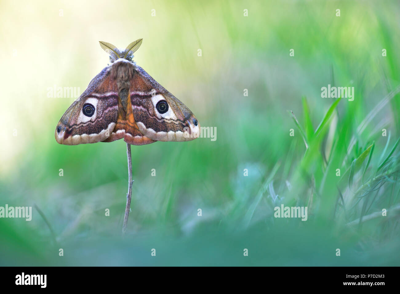 Small emperor moth (Saturnia pavonia), male, captive, Thuringia ...
