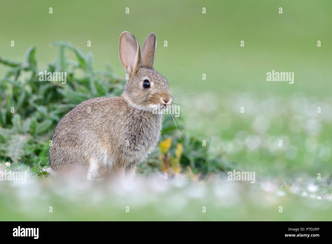 Rabbit bunny young animal wild hi-res stock photography and images - Alamy