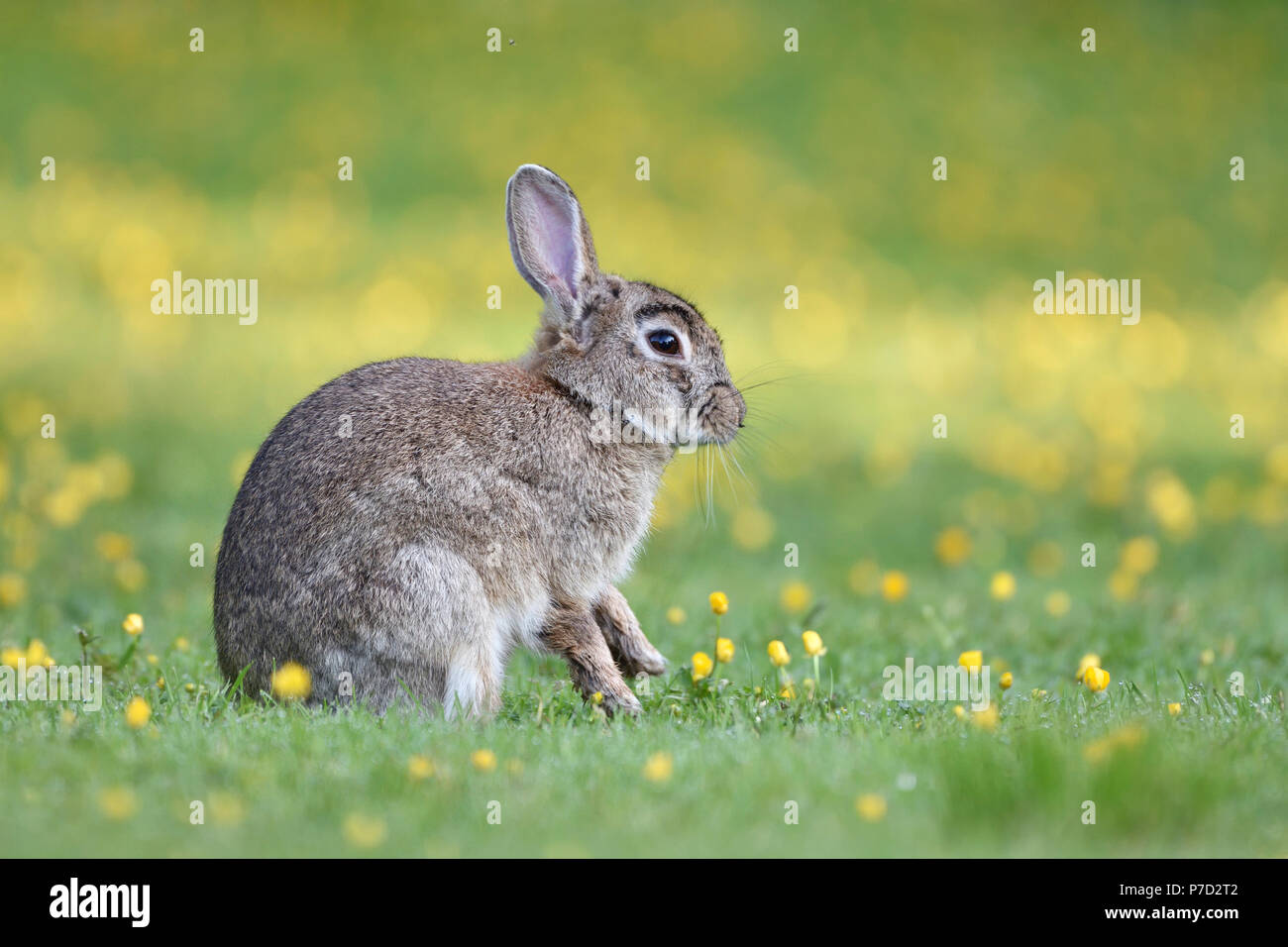 Wild rabbit, Scotland Stock Photo - Alamy
