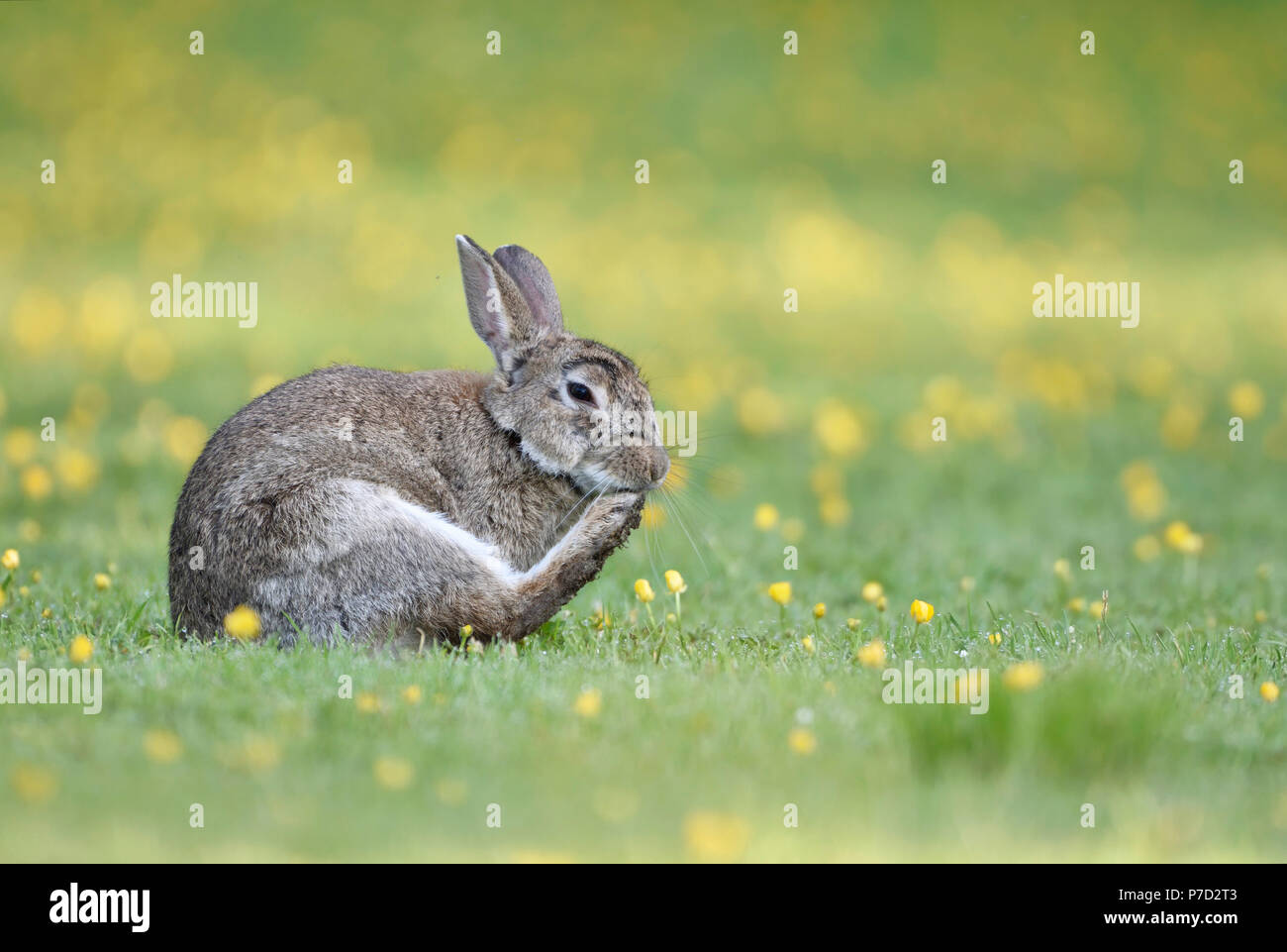 Wild rabbit (Oryctolagus cuniculus) grooming in a meadow, Isle of Skye ...