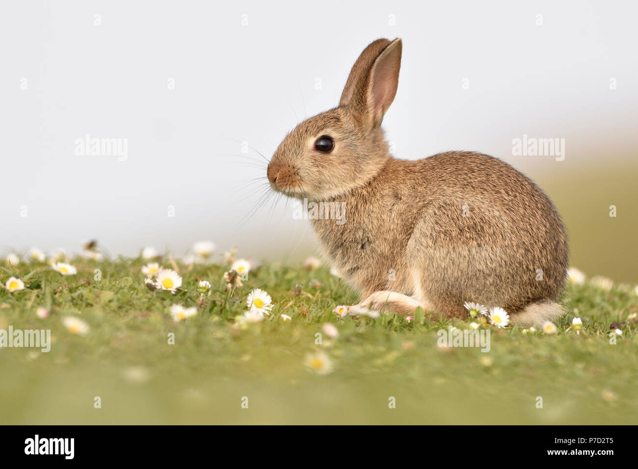 Rabbit bunny young animal wild hi-res stock photography and images - Alamy