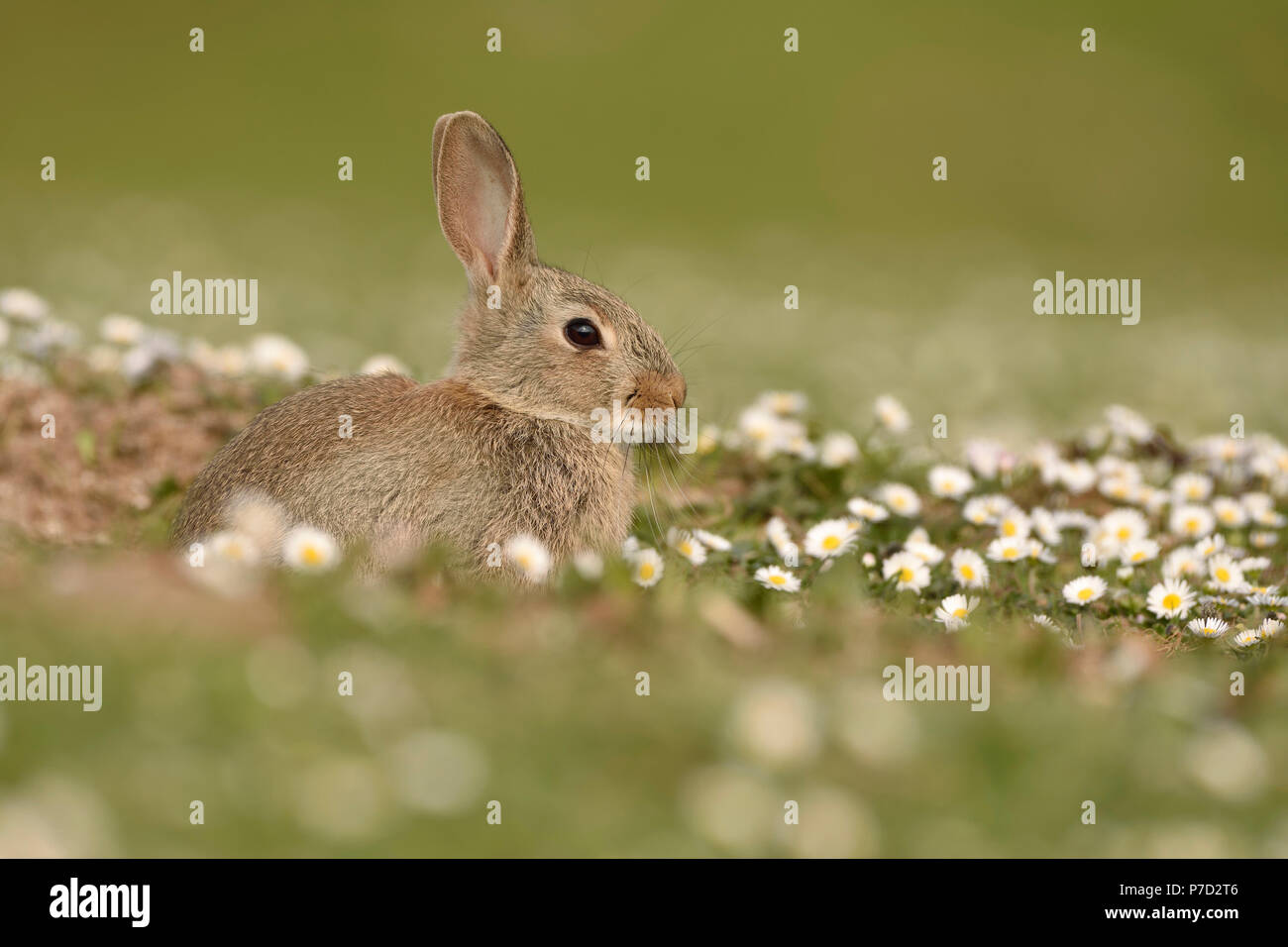 Rabbit At Den High Resolution Stock Photography and Images - Alamy