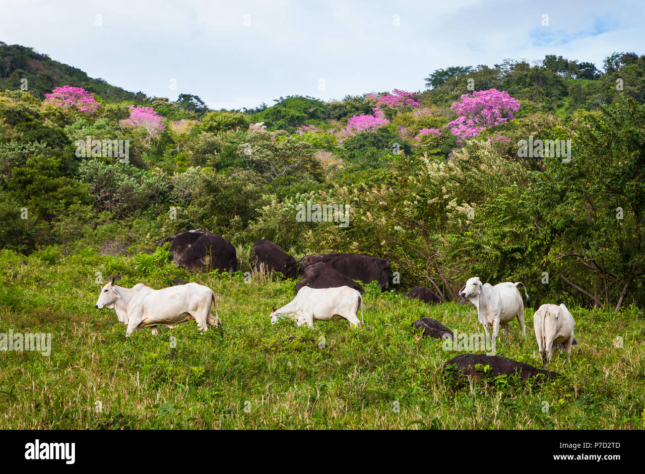 Panama landscape with cows below the mountain Cerro Chame, Pacific ...