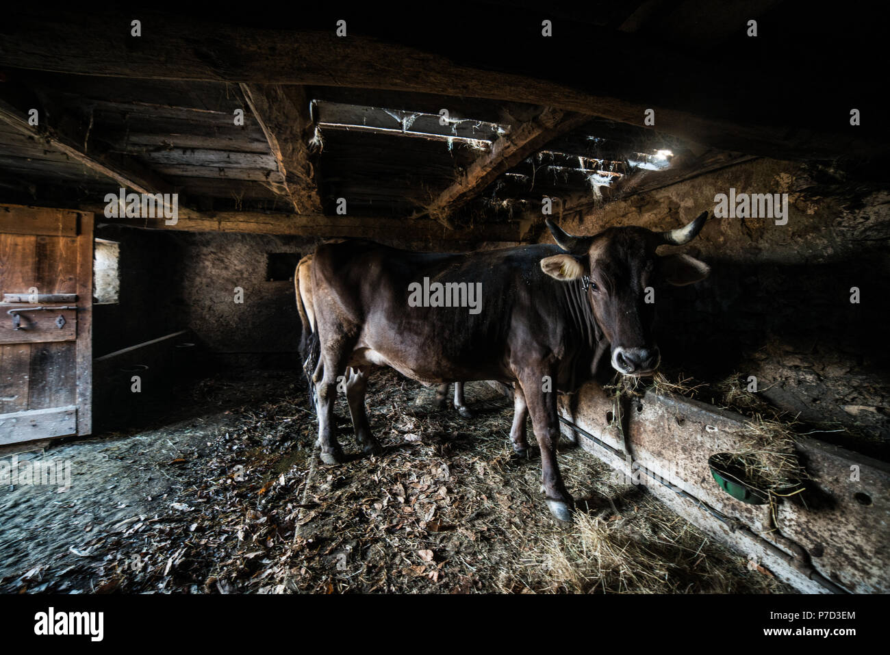 Western Piedmont, Northern Italy: Cows in a traditional stable Stock ...