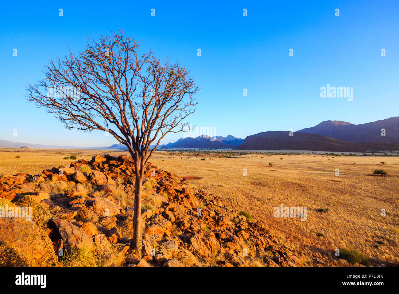 Tree on a stone hill, Marienfluss, Kunene region, Namibia Stock Photo ...