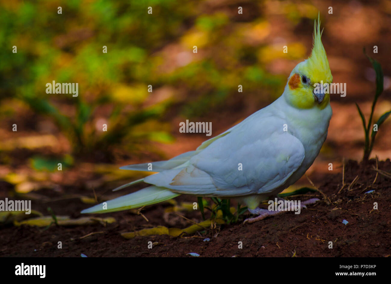 Yellow Lutino Cockatiel