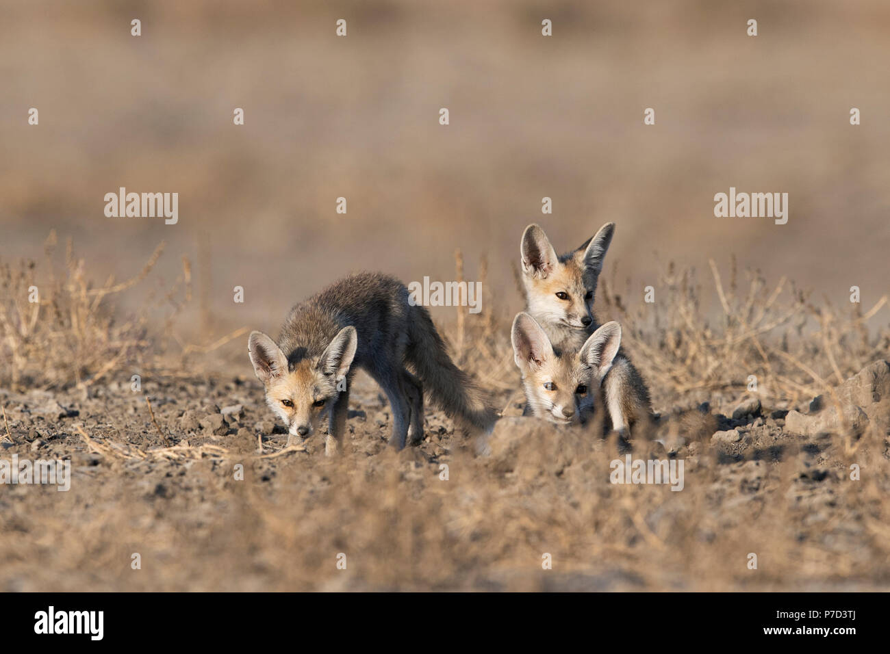 Desert fox or white footed fox vulpes vulpes pusilla mother an hi-res ...