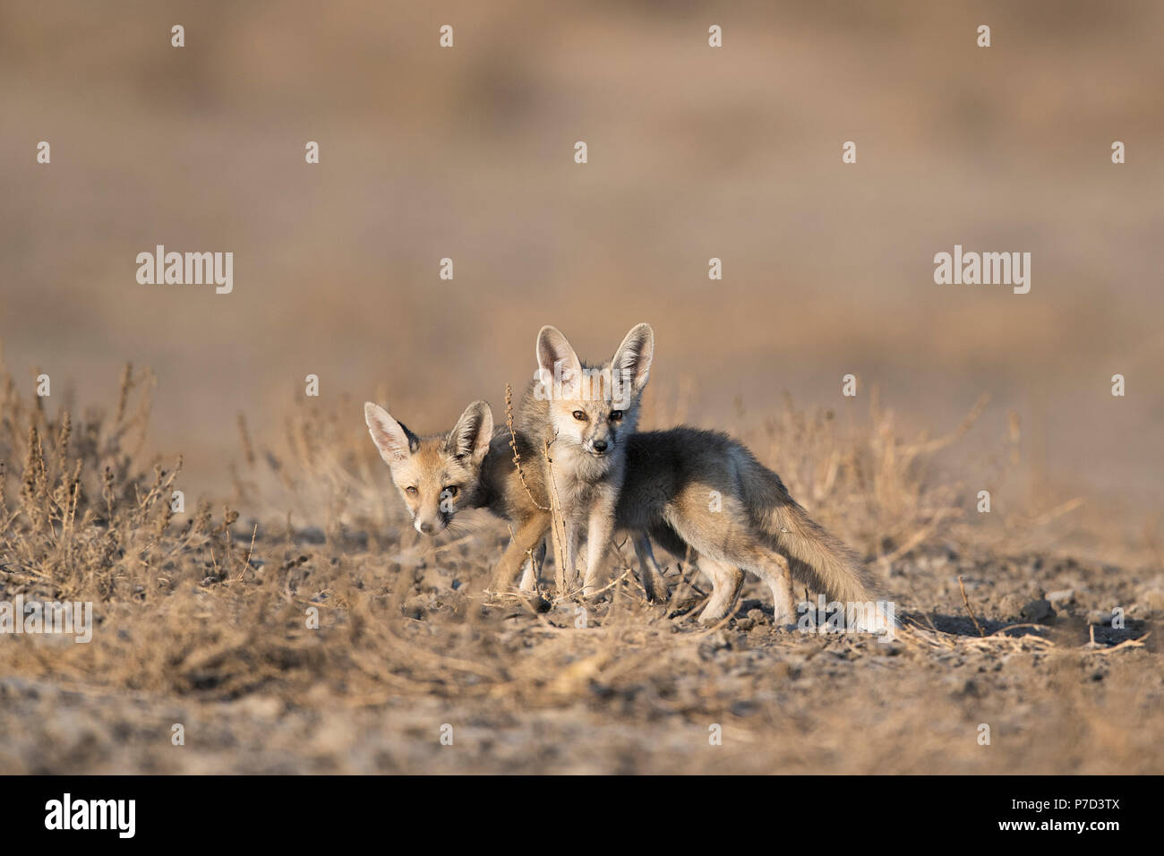 The image of Desert fox or white-footed fox (Vulpes vulpes pusilla ...