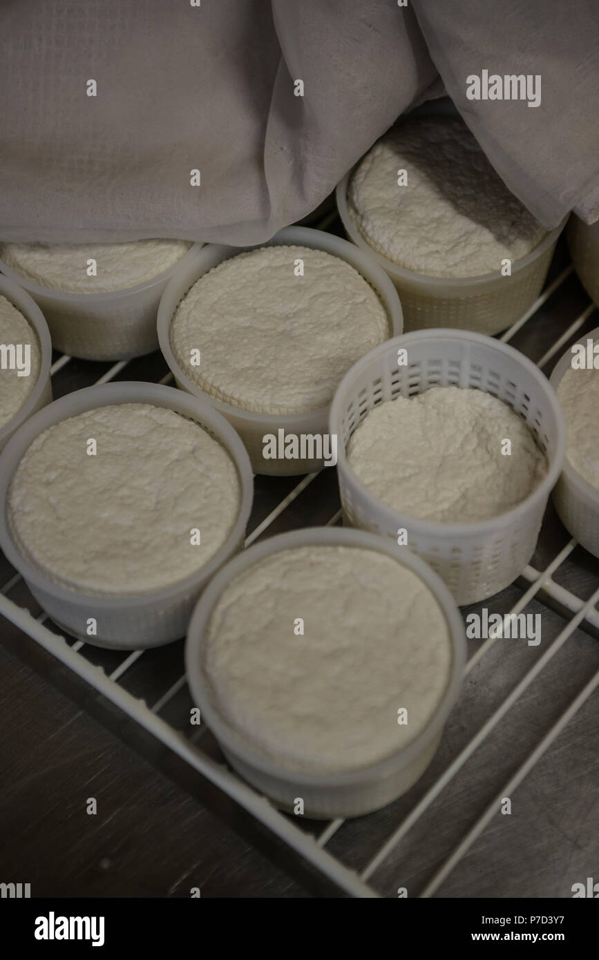 Western Piedmont, Northern Italy: Production of natural cheeses in a ...